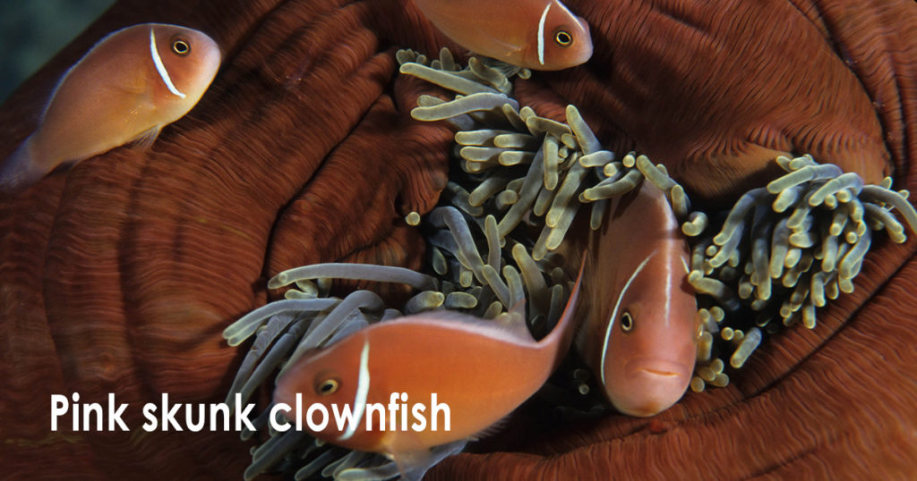 Pink skunk clownfish - to see on our dive tours