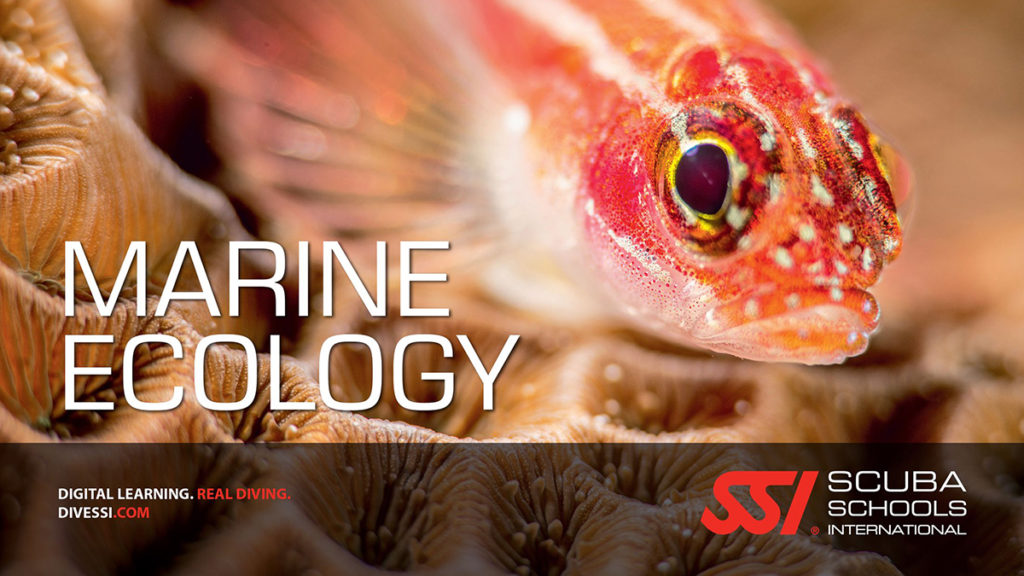 Marine Ecology / Underwater Naturalist - Member Diving