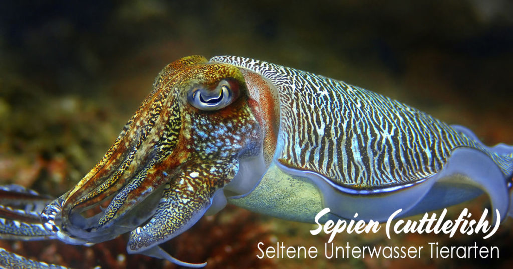 Sepien (cuttlefish) - Seltene Unterwasser Tierarten